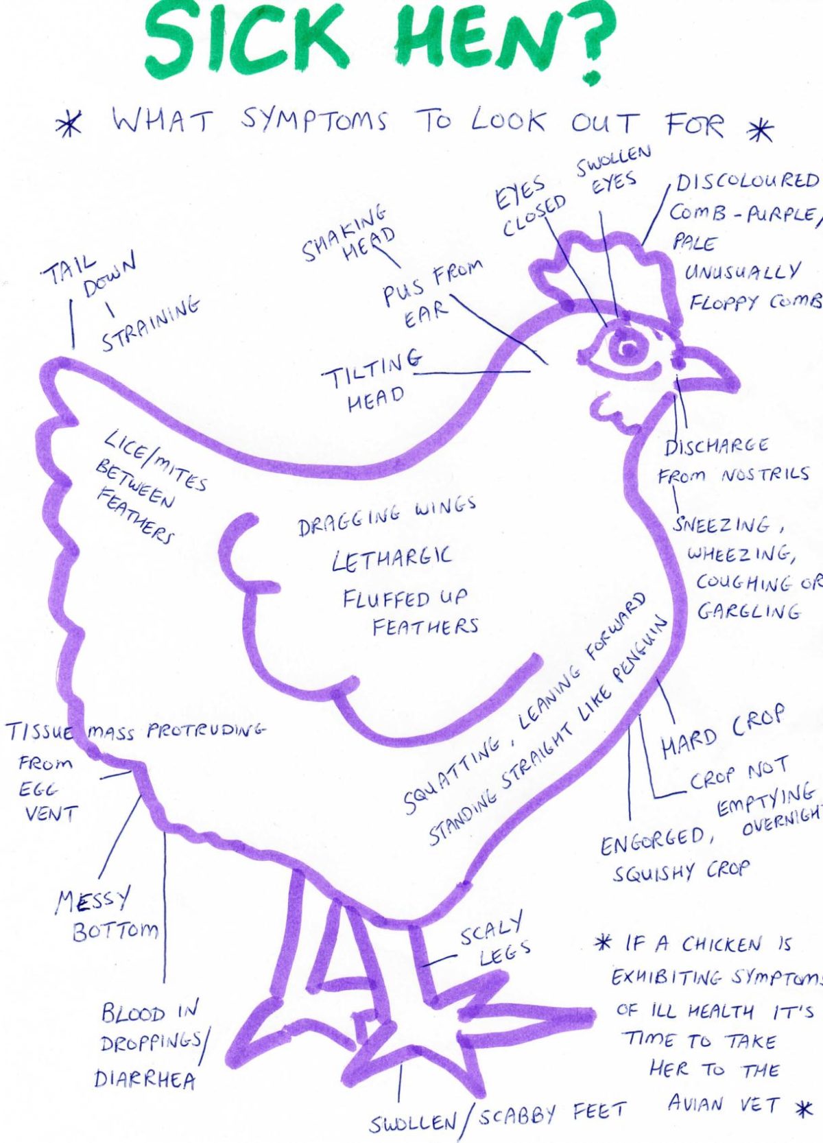Sick Hen? Spot the Signs of Ill Health – NSW Hen Rescue